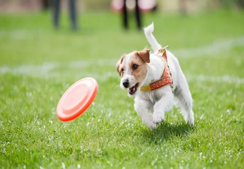 Bored Dog? 10 Vet-Approved Games to Play at Home – Woopf